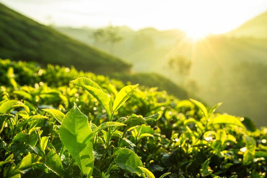 The Basics of Reading Tea Leaves – Twinings