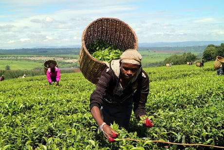 Where is Tea From? – Twinings, Types of Tea